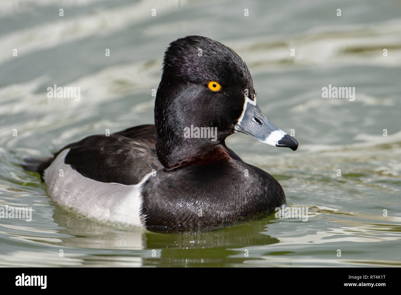 White necked duck hi-res stock photography and images - Alamy