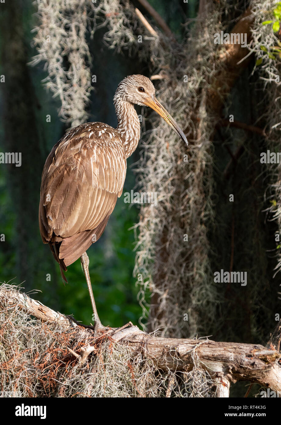Limpkin hi-res stock photography and images - Alamy