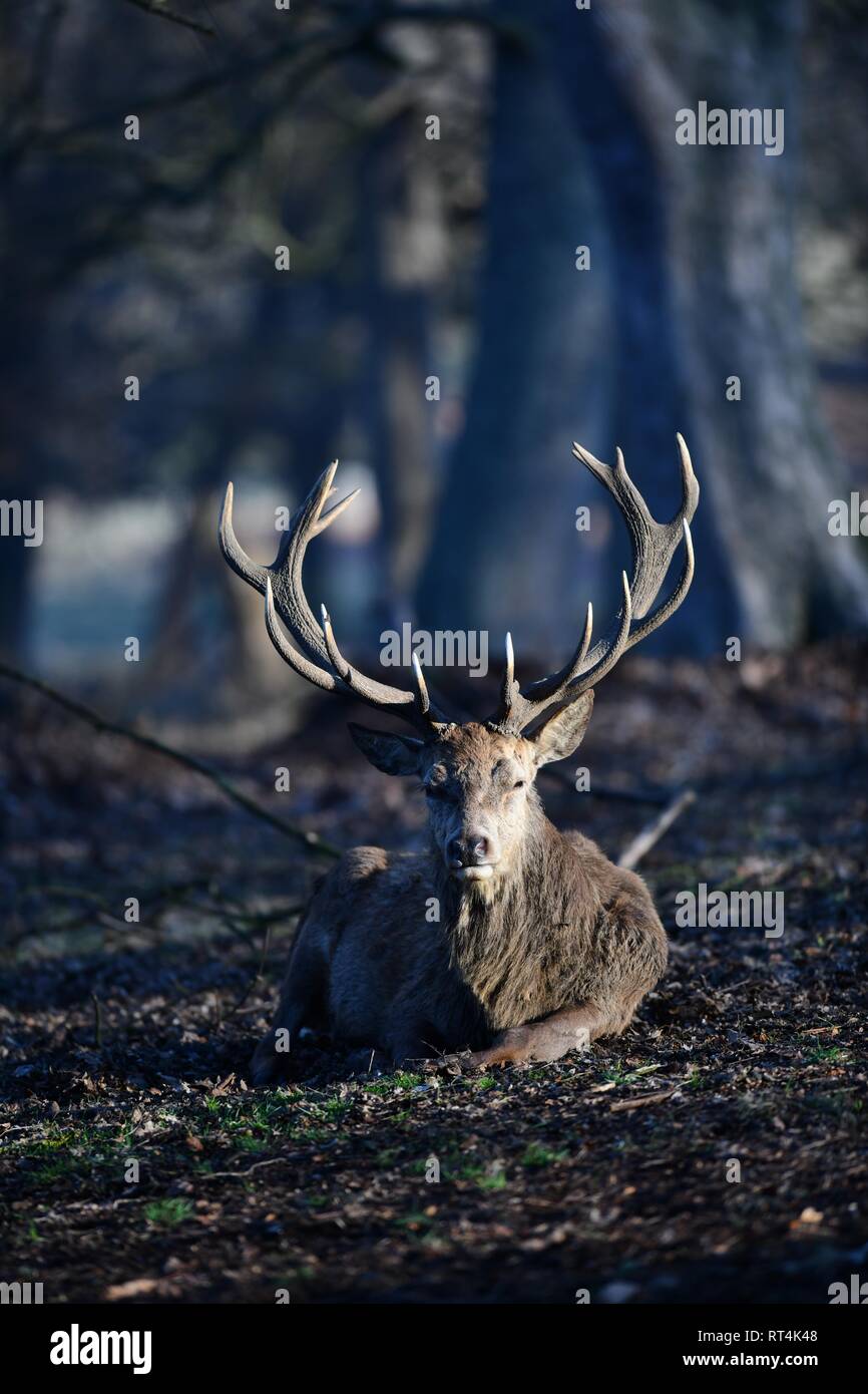 Richmond Park, deer culling season Stock Photo - Alamy