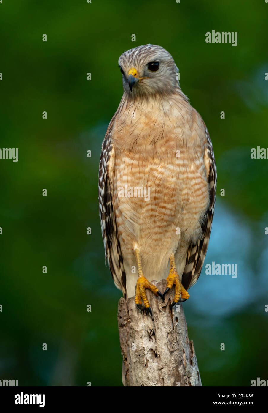 Red Shouldered Hawk Stock Photo - Alamy