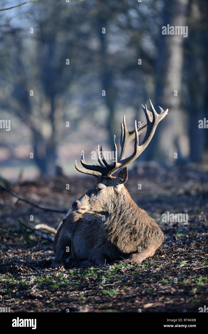 Richmond Park, deer culling season Stock Photo - Alamy