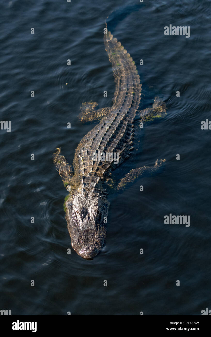Alligator in Florida Stock Photo - Alamy