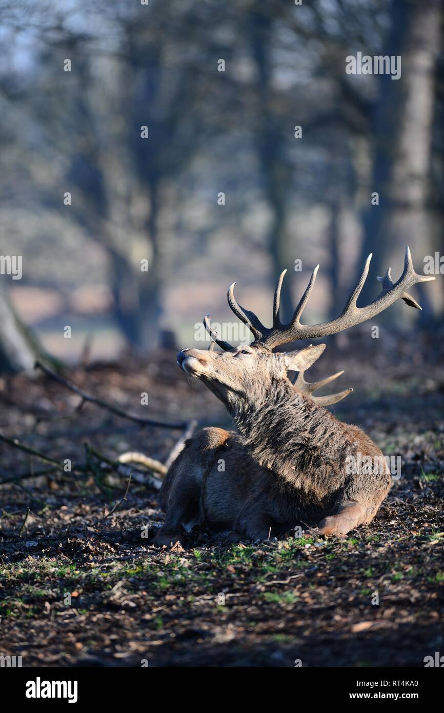 Richmond Park, deer culling season Stock Photo - Alamy