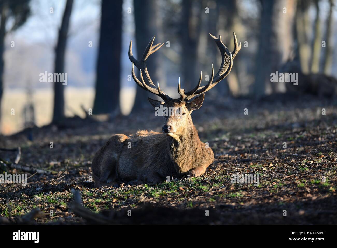 Richmond Park, deer culling season Stock Photo - Alamy