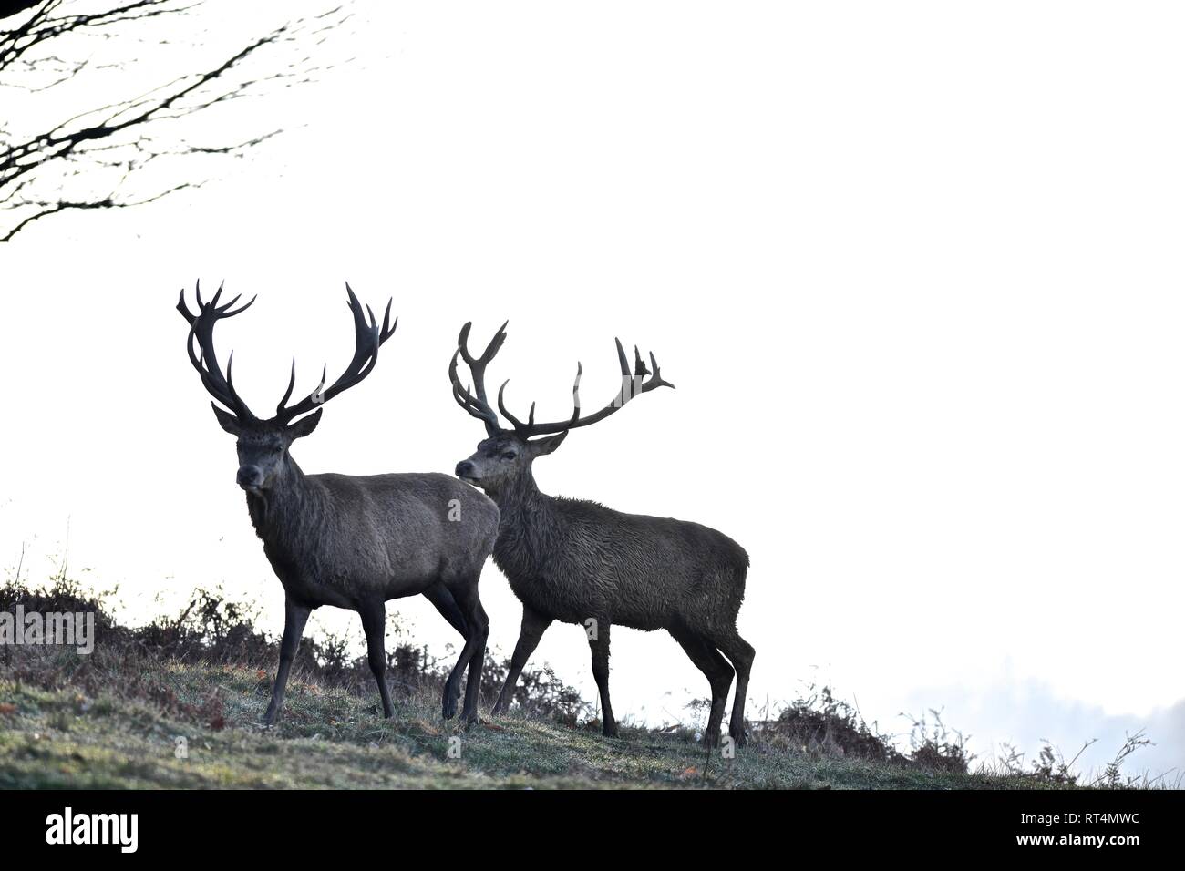 Richmond Park, deer culling season Stock Photo - Alamy