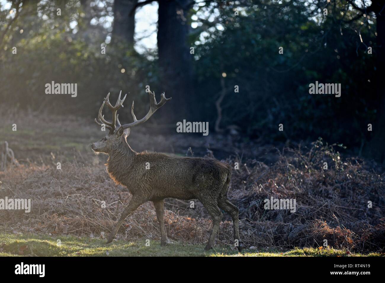 Richmond Park, deer culling season Stock Photo - Alamy