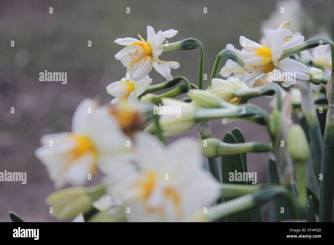 Cool and gorgeous spring flower hi-res stock photography and images - Alamy