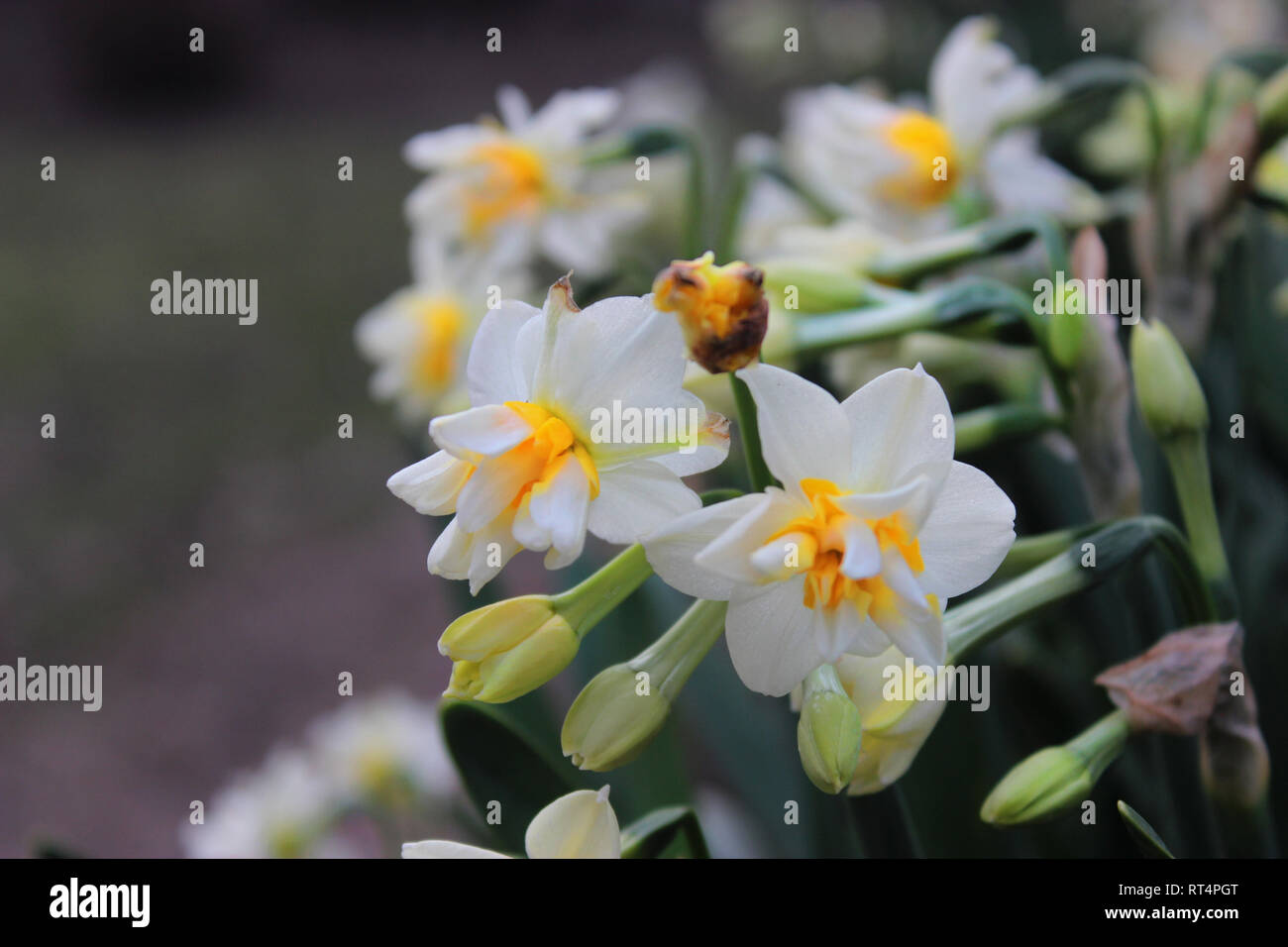 Yellow nargis hi-res stock photography and images - Alamy