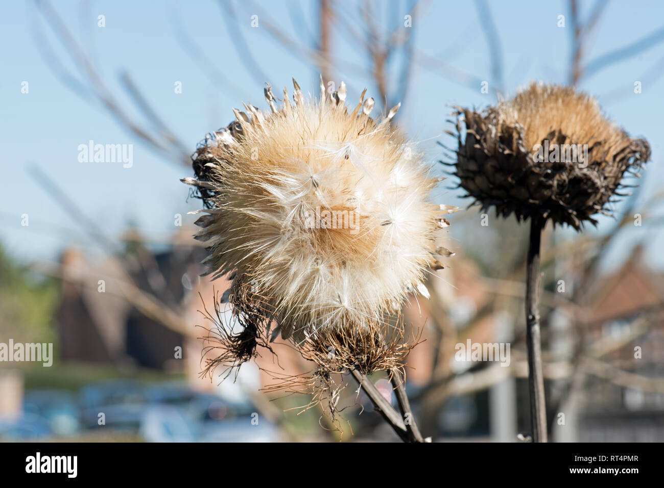The seed heads of the giant thistle, Cynara cardunculus, also known as ...