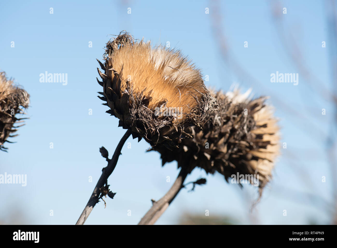 The seed heads of the giant thistle, Cynara cardunculus, also known as ...