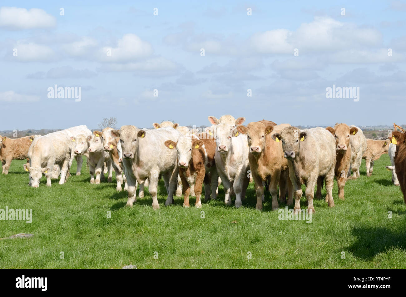 Beef industry hi-res stock photography and images - Alamy