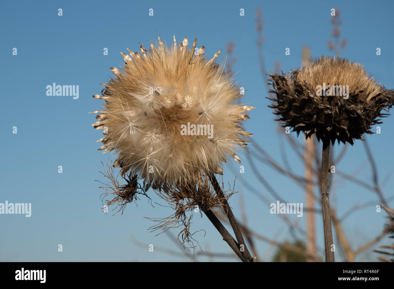 The seed heads of the giant thistle, Cynara cardunculus, also known as ...