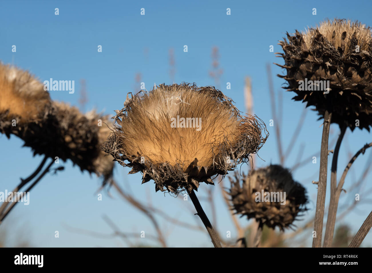 The seed heads of the giant thistle, Cynara cardunculus, also known as ...