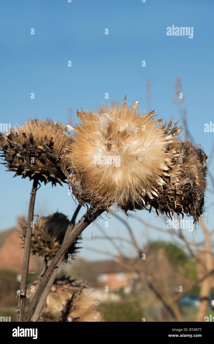 The seed heads of the giant thistle, Cynara cardunculus, also known as ...