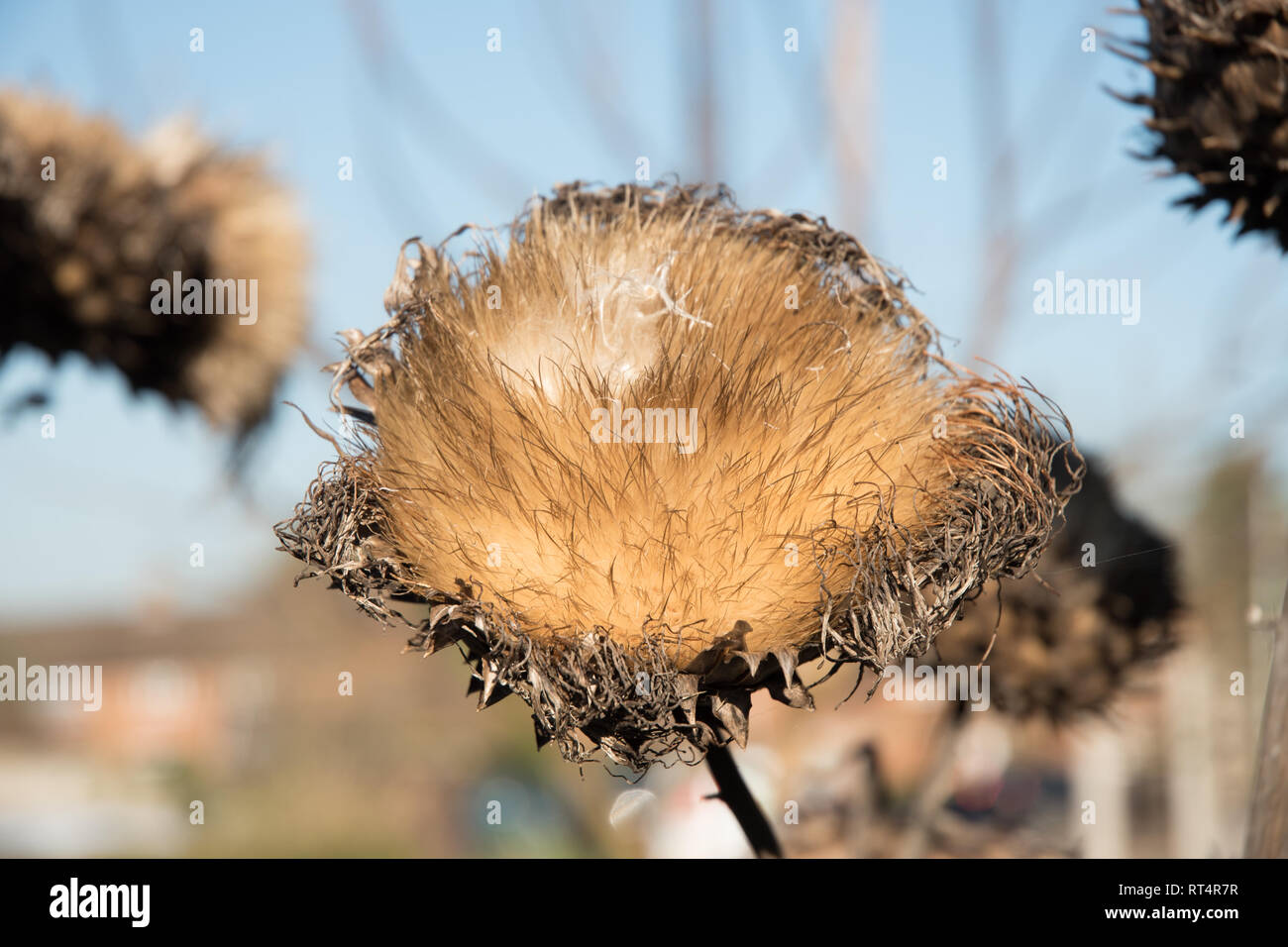 The seed heads of the giant thistle, Cynara cardunculus, also known as ...