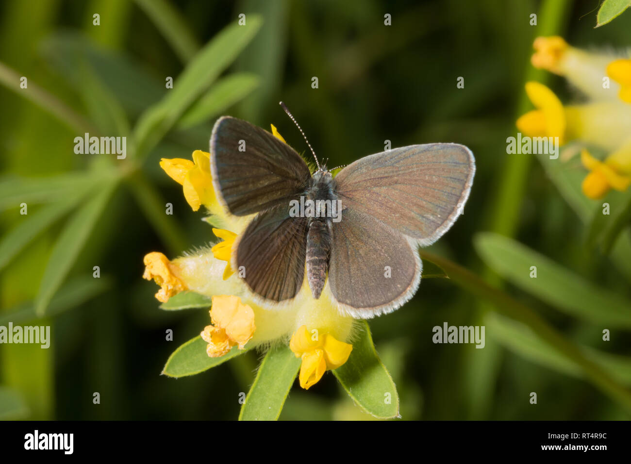A Small Blue butterfly (Cupido minimus) of the family Lycaenidae ...