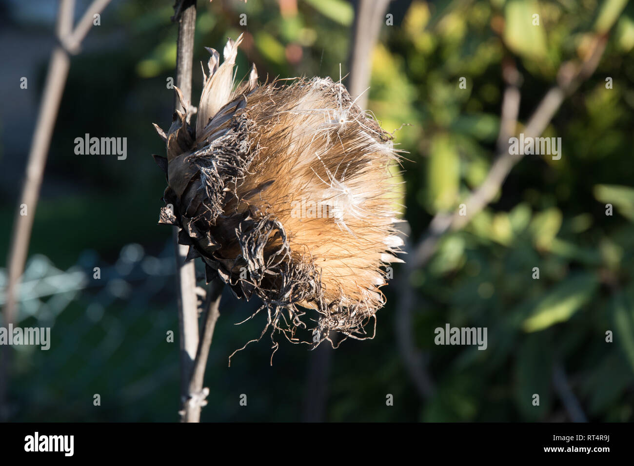 The seed heads of the giant thistle, Cynara cardunculus, also known as ...