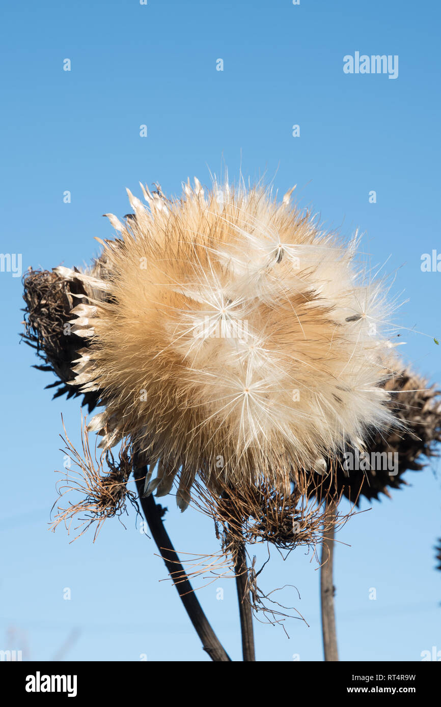 The seed heads of the giant thistle, Cynara cardunculus, also known as ...