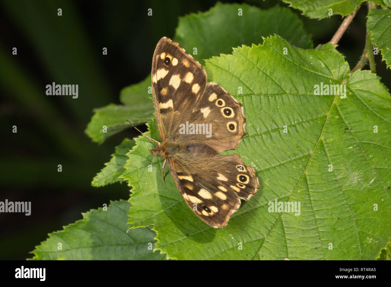 A Ringlet butterfly (Aphantopus hyperantus) from the family Nymphalidae ...