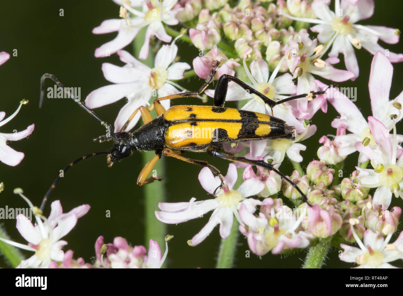 Longhorn beetle rutpela maculate hi-res stock photography and images ...
