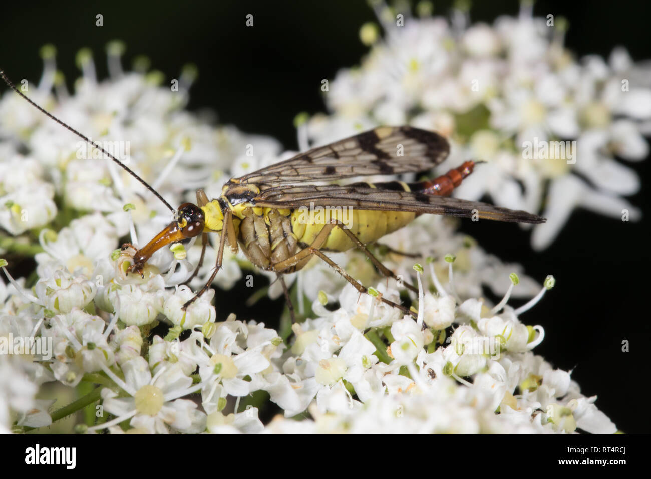 Mecoptera hi-res stock photography and images - Alamy