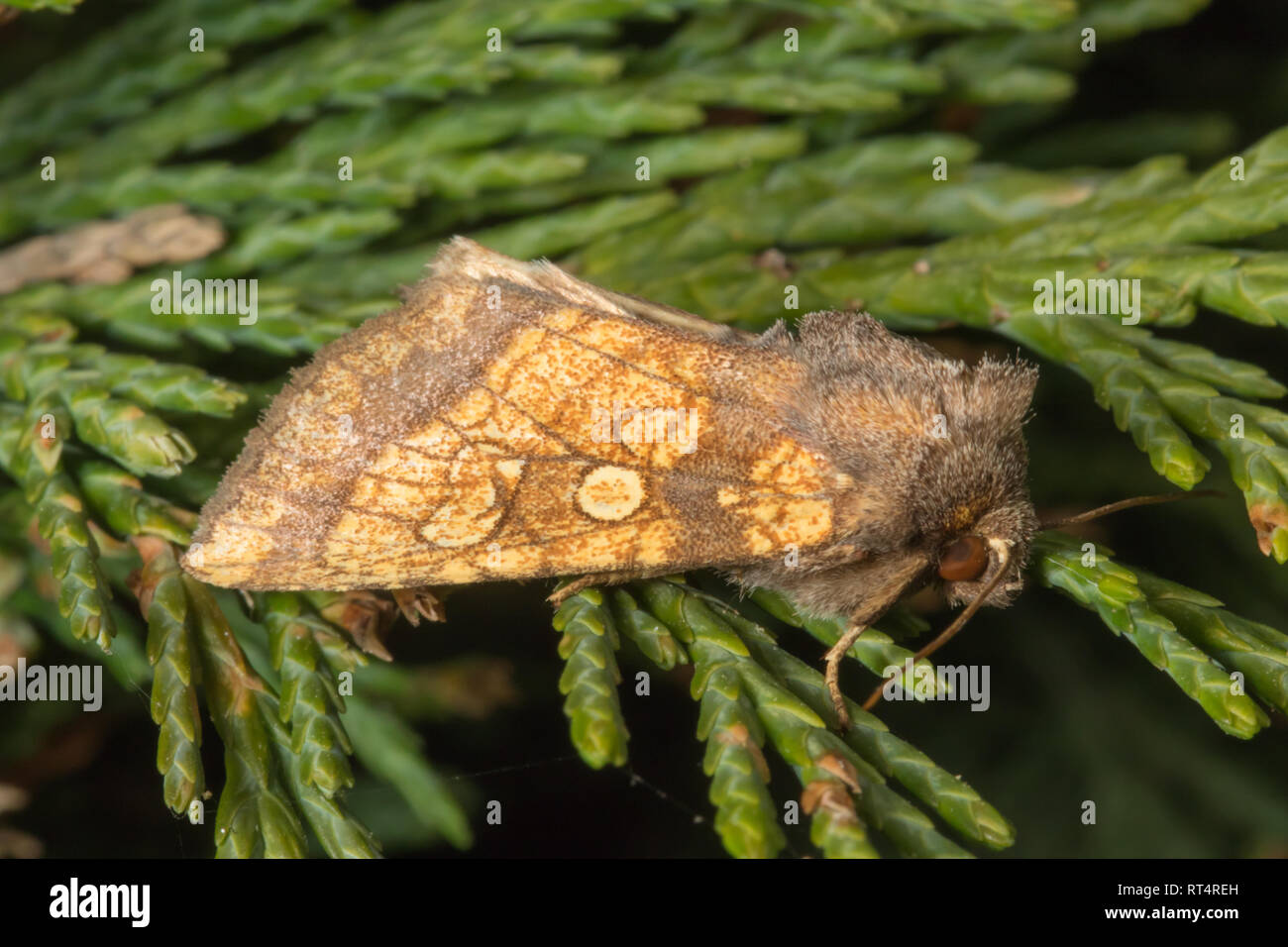 Close up moth face hi-res stock photography and images - Alamy