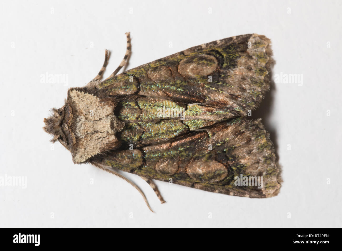 A Green-brindled Crescent Moth (Allophyes oxyacanthae) resting on a ...