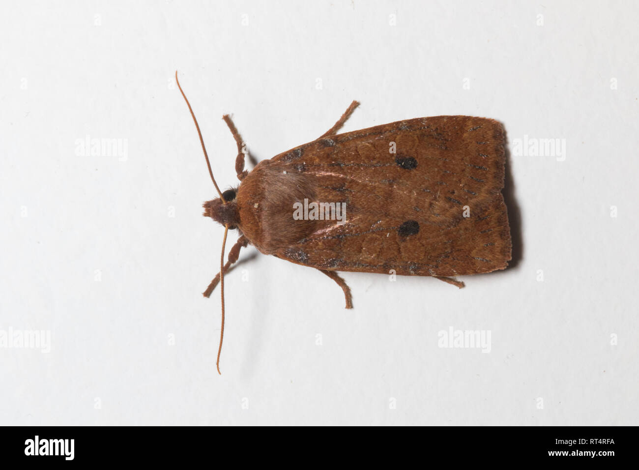 Dark Chestnut Moth (Conistra ligula) resting on a white background ...