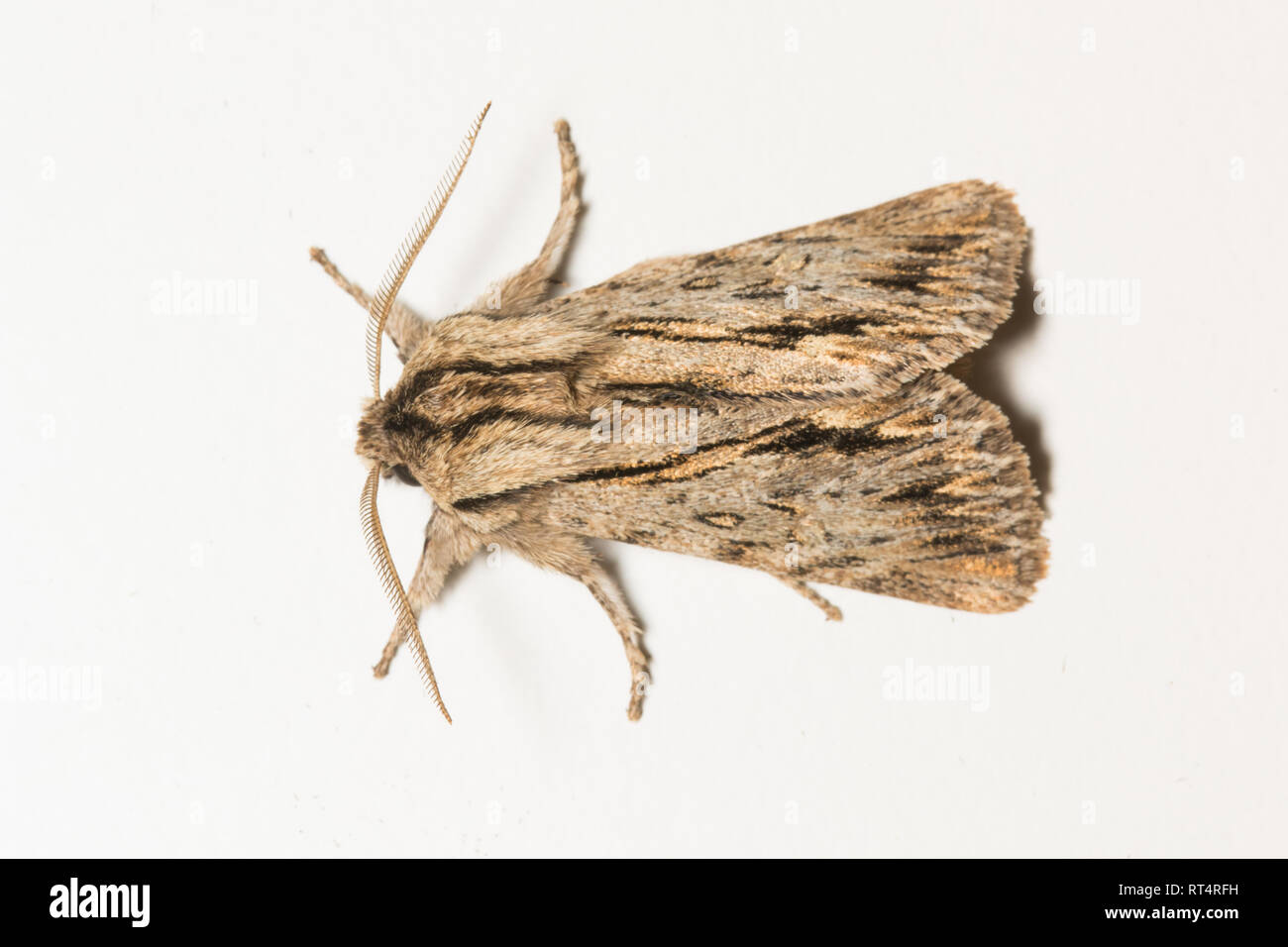 Resting Moth Stock Photos & Resting Moth Stock Images - Alamy