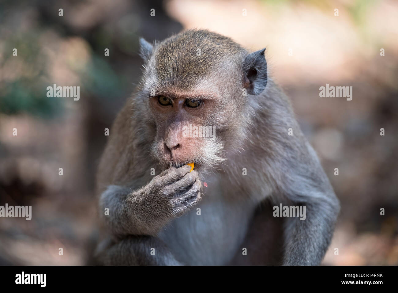 Crab-eating macaque (Macaca fascicularis), eats leaves from tree, Bali ...