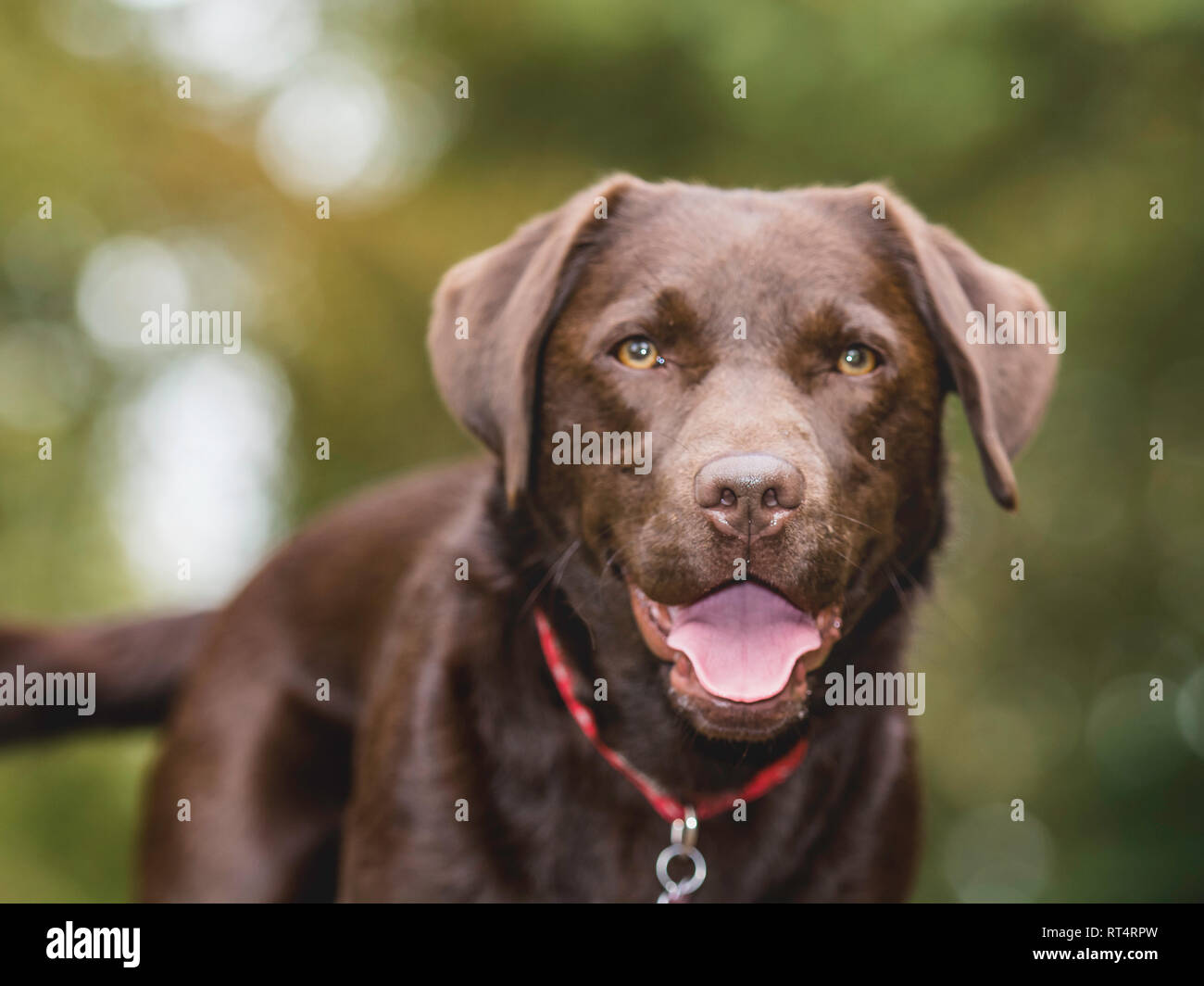 happy looking chocolate labrador Stock Photo - Alamy