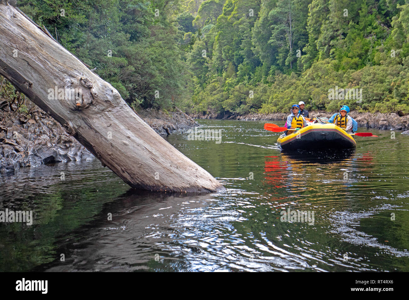 Raft passing a fallen Huon pine log on the Franklin River Stock Photo ...