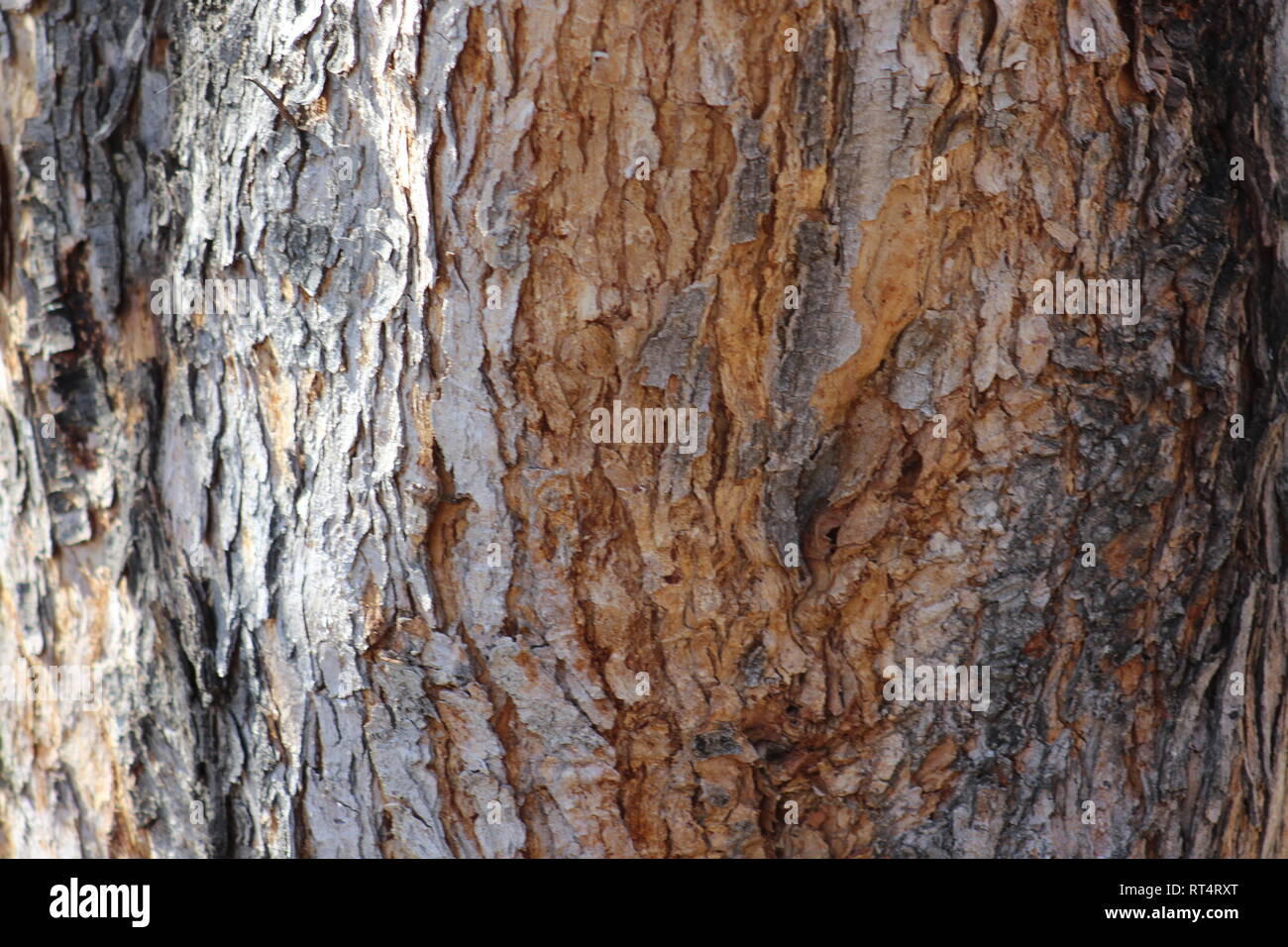 Tree Bark Trunk Background Texture Stock Photo - Alamy