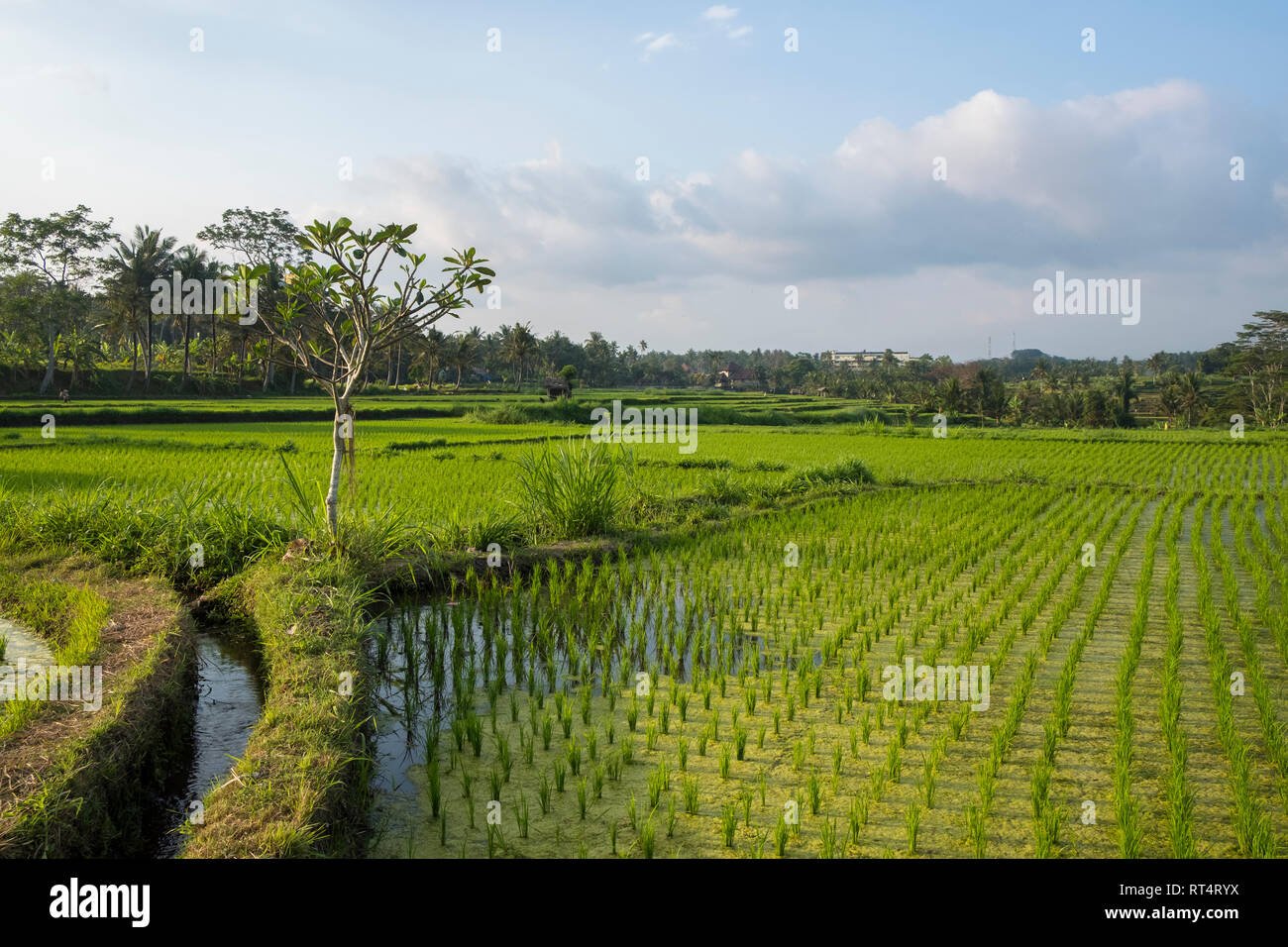 Rice fields in Bali, Indonesia Stock Photo - Alamy