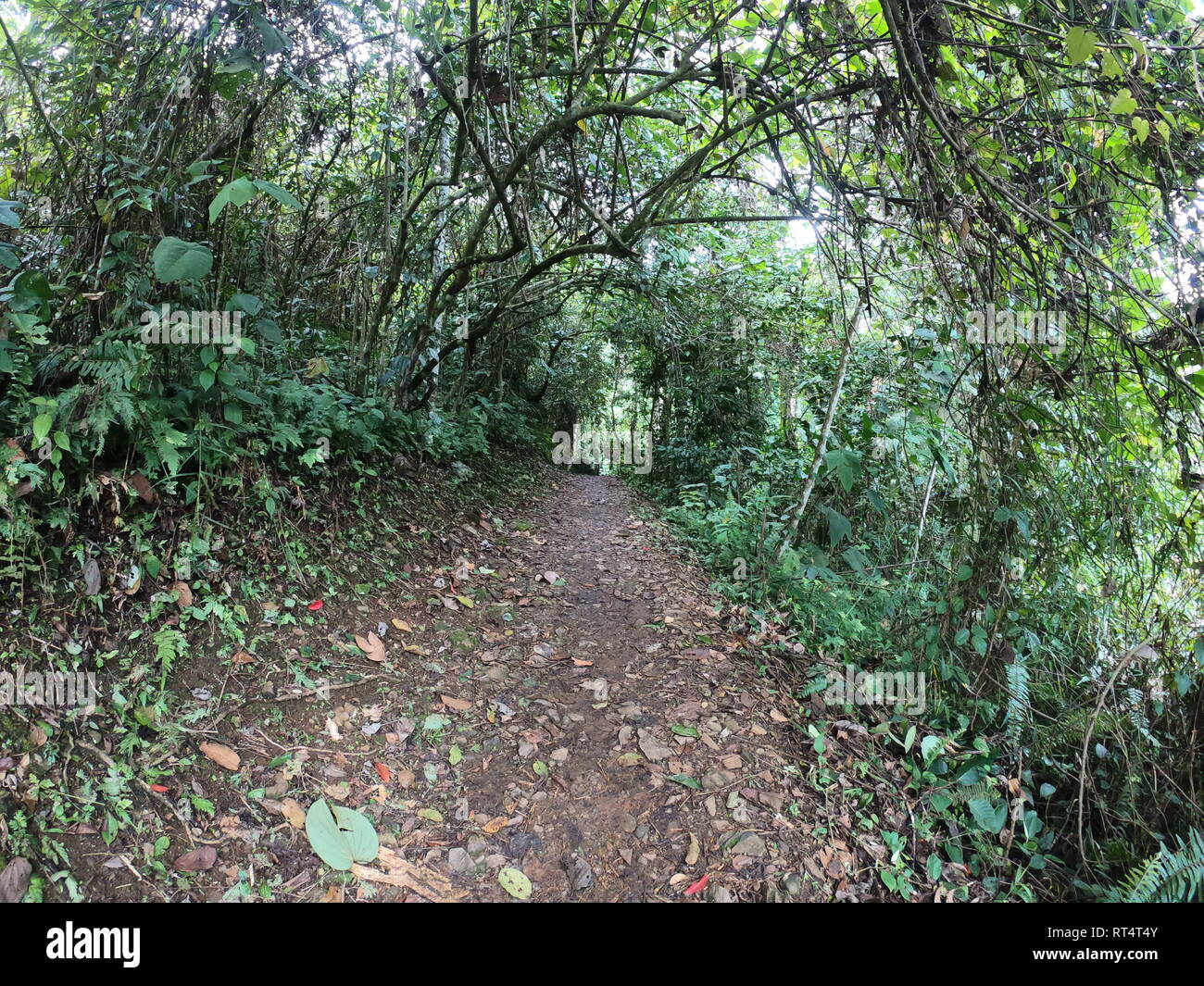 Jungle Walking Trail High Resolution Stock Photography and Images - Alamy