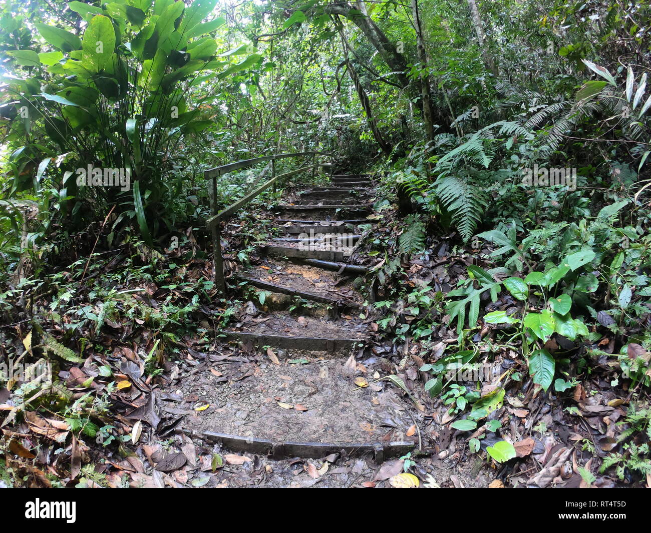 view of jungle trail walk Stock Photo - Alamy