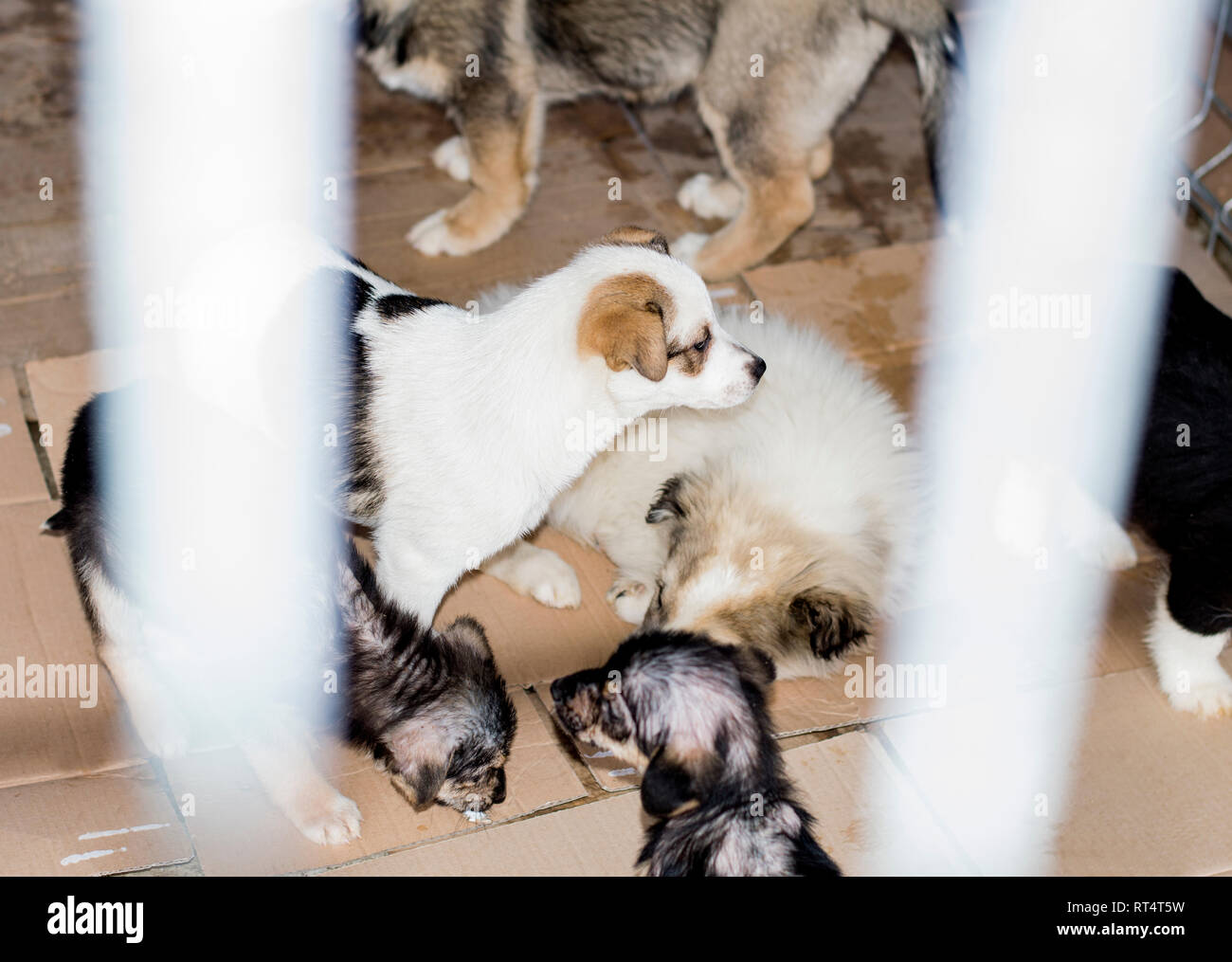 Deprive hi-res stock photography and images - Alamy