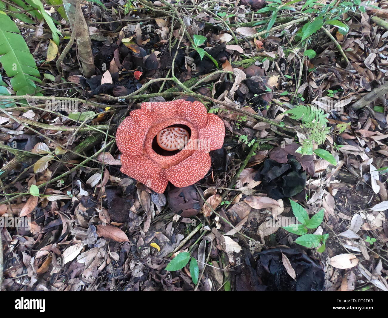 Giant Rafflesia Facts