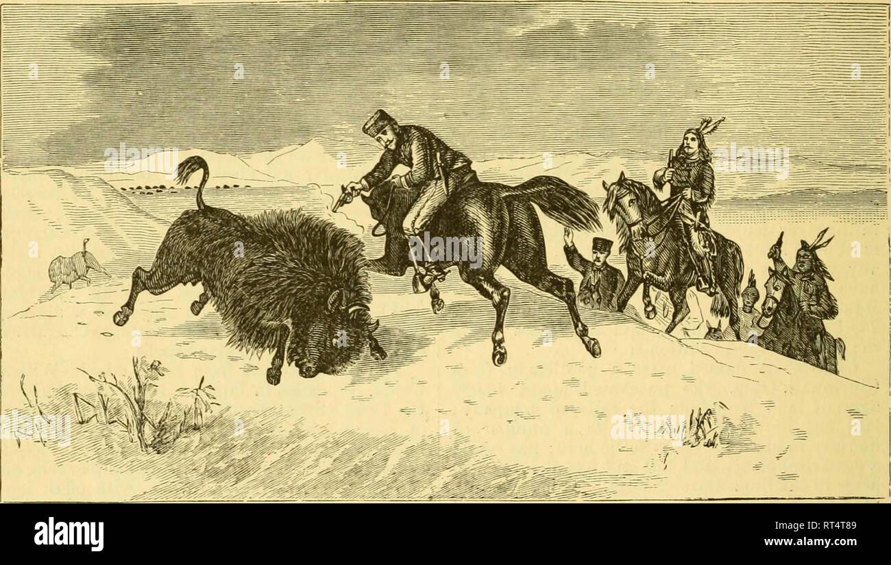 Cowboy buffalo hi-res stock photography and images - Alamy