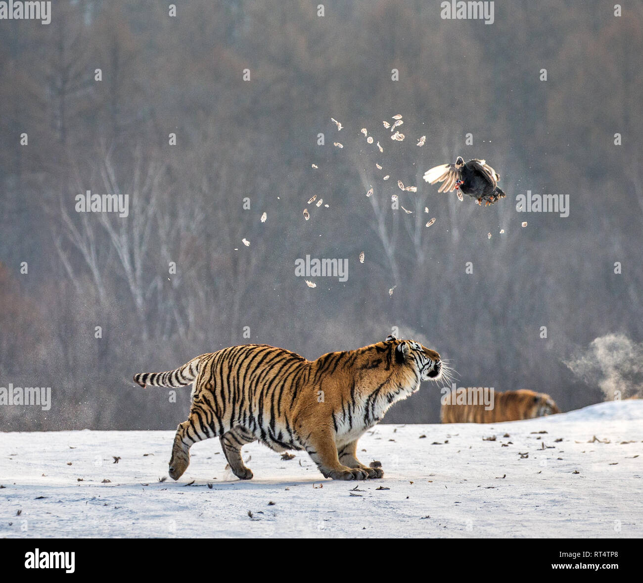 Siberian Tiger running in the snow and catch their prey. Very dynamic ...