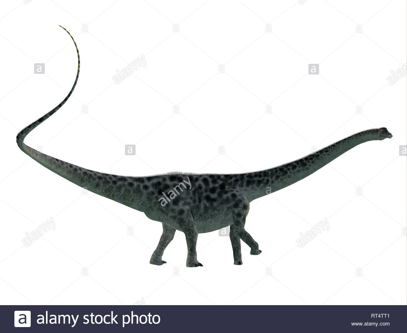 Diplodocus Dinosaur Cut Out Stock Images & Pictures - Alamy