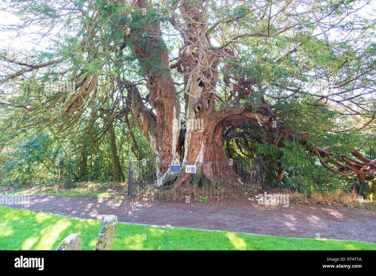Ancient hollow yew tree taxus hi-res stock photography and images - Alamy