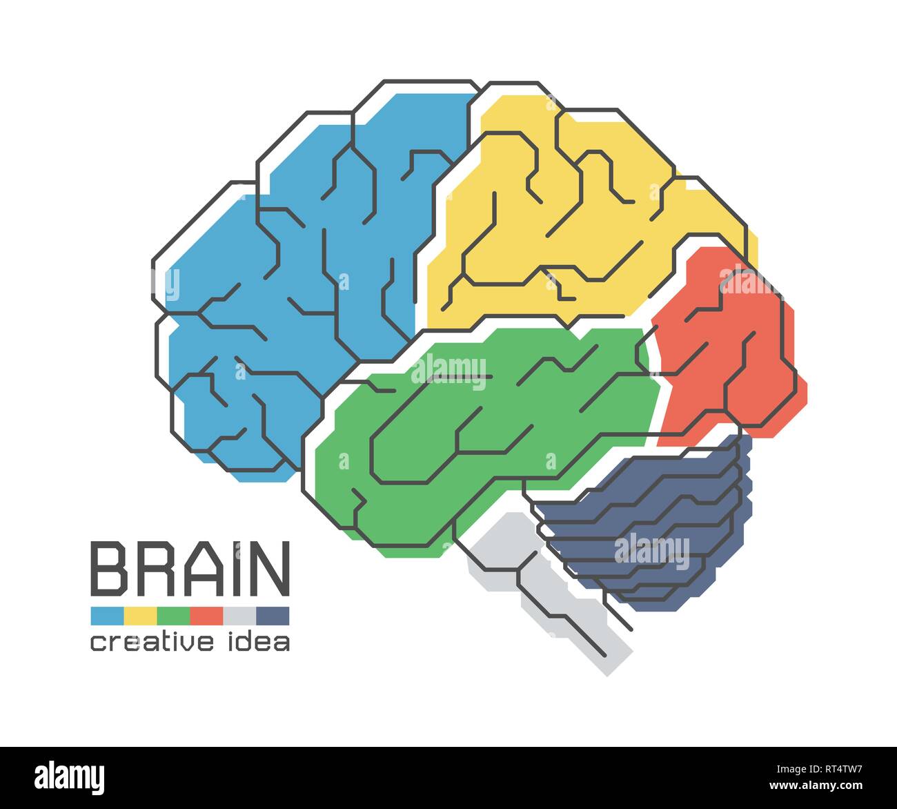 Brain anatomy with flat color design and outline stroke . Frontal ...