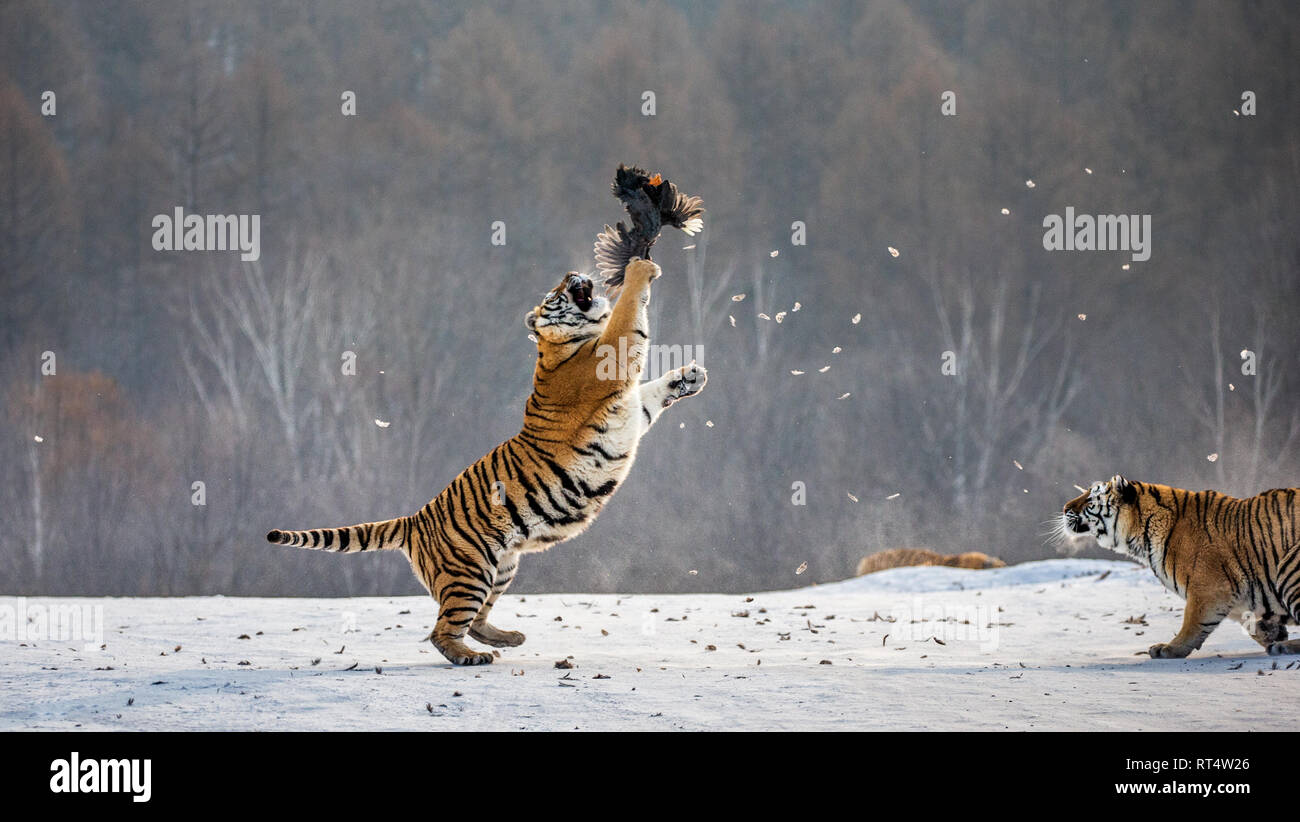Siberian tigers in a snowy glade catch their prey. Very dynamic shot ...