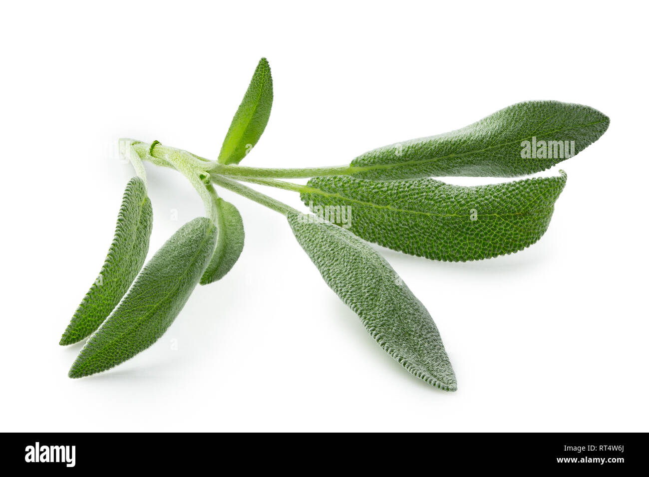 Sprig fresh sage herb hi-res stock photography and images - Alamy