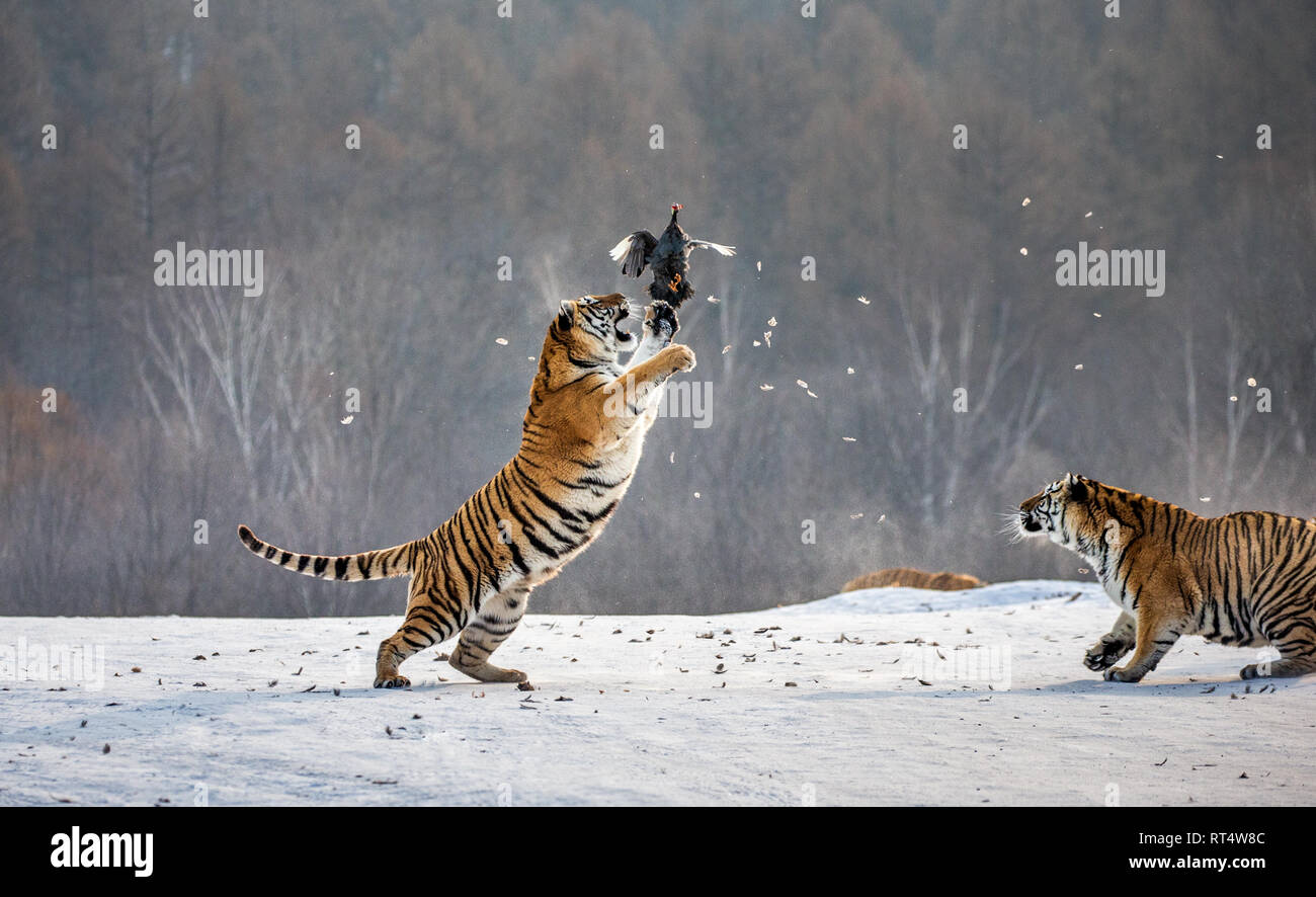 Siberian tigers in a snowy glade catch their prey. Very dynamic shot ...