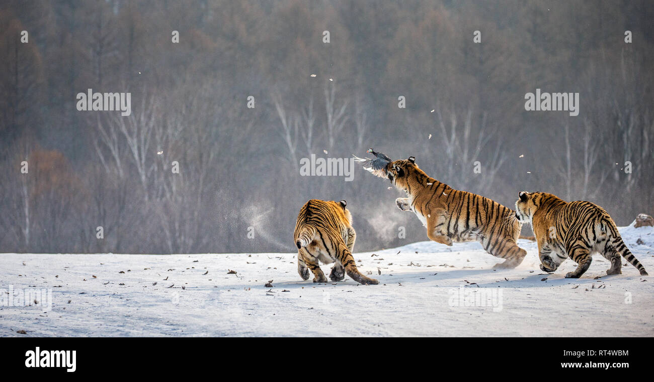 Siberian tigers in a snowy glade catch their prey. Very dynamic shot ...