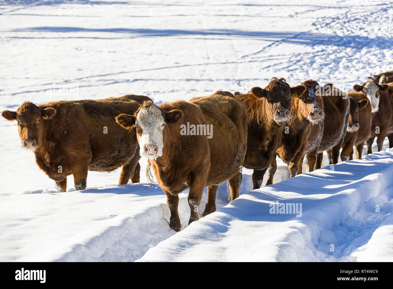 Herd of cattle in snowy farm field hi-res stock photography and images ...