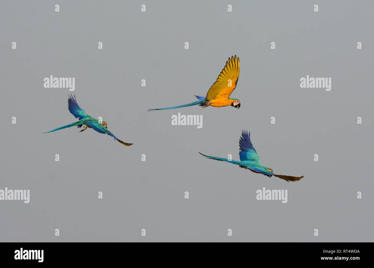 beautiful Blue-and-yellow Macaw (Ara ararauna), also known as the Blue ...