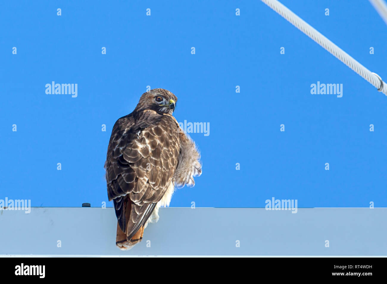 Rough legged hawk hi-res stock photography and images - Alamy